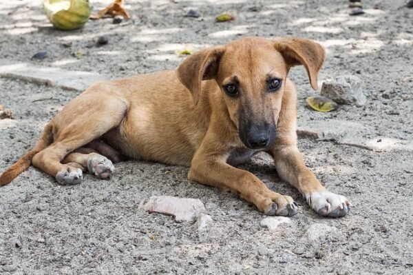 Satos – the Stray Dogs of Puerto Rico | Boricua.com