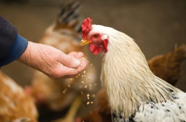 Tips for raising healthy chickens in your backyard